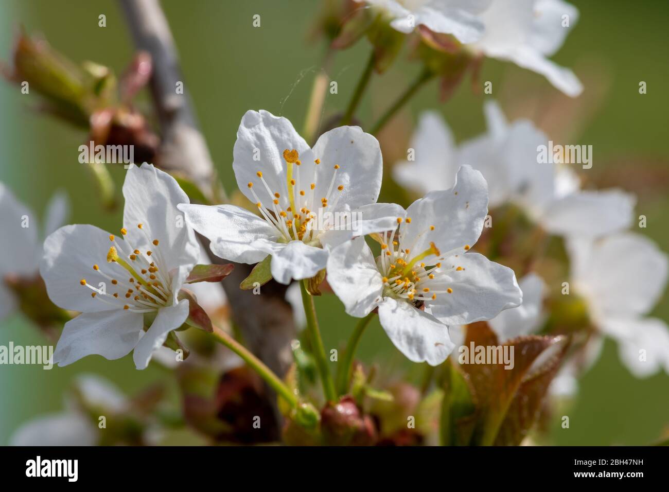 Prunus umineko hi-res stock photography and images - Alamy
