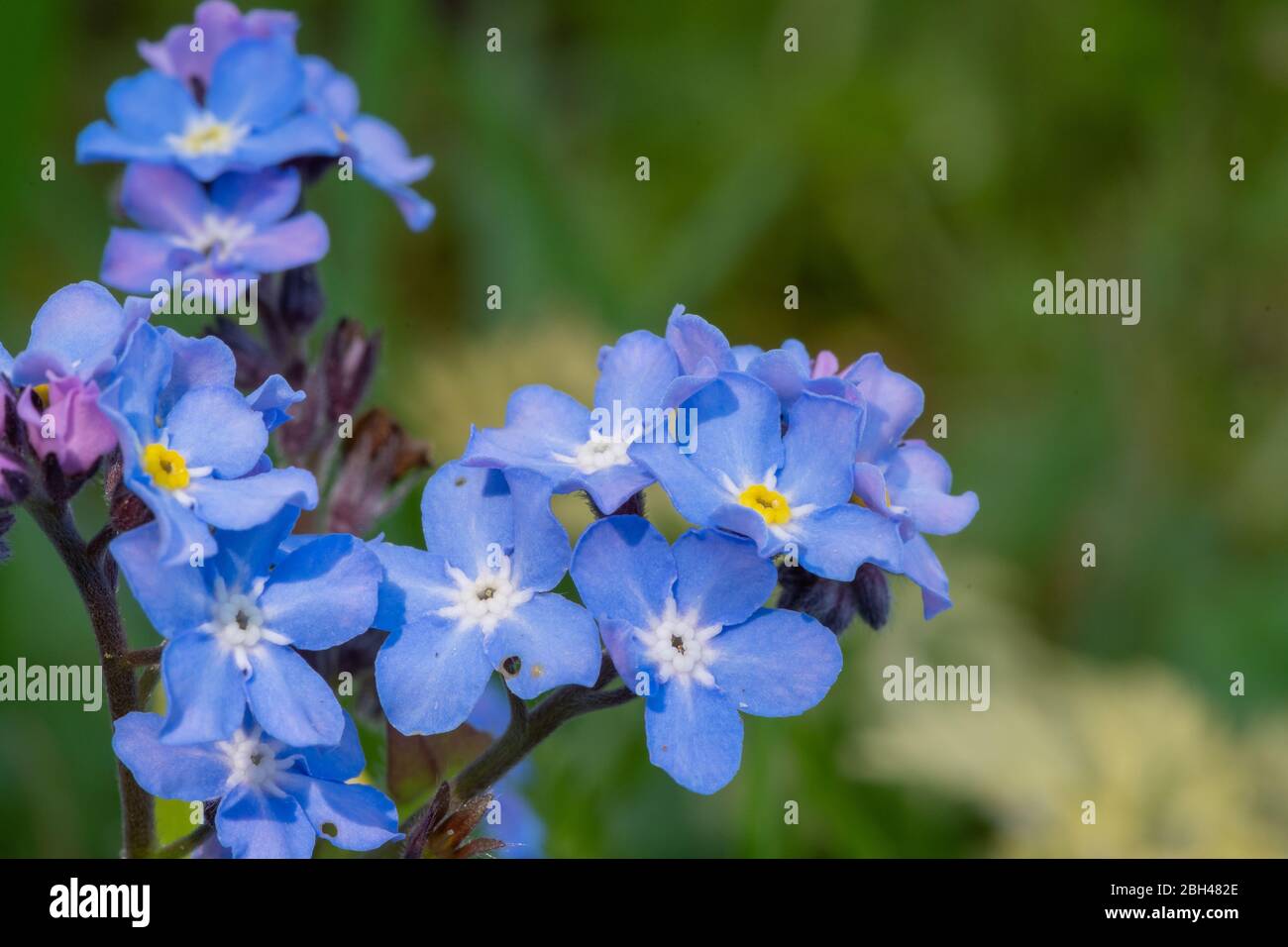 Field forget me nots hi-res stock photography and images - Alamy