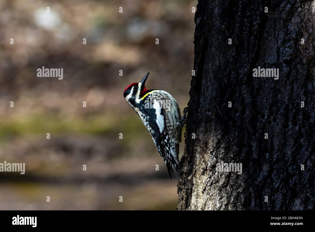 Yellow bellied sapsucker feather hi-res stock photography and images ...