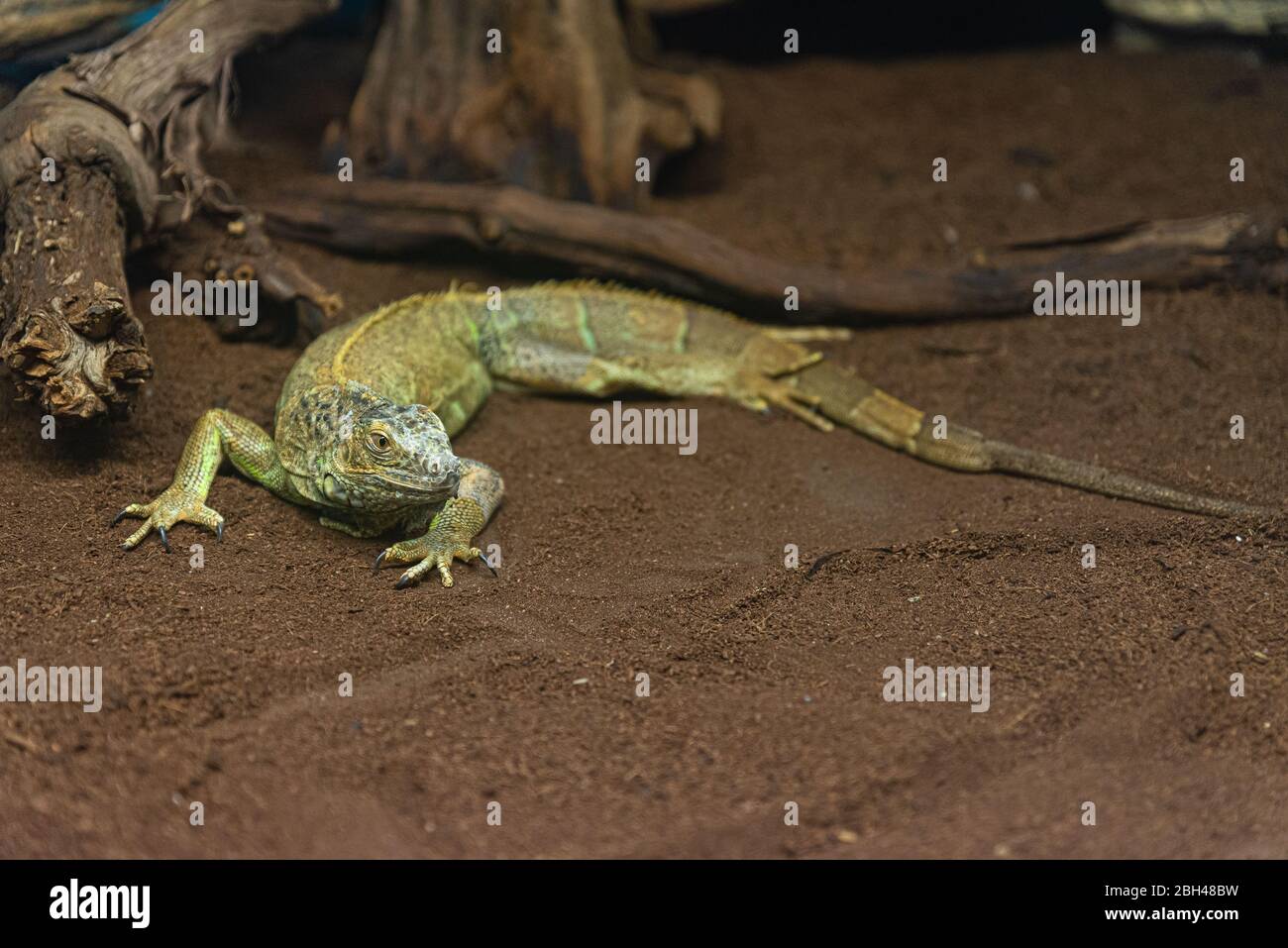 Large green yellow lizard, chestnut of small to medium size called ...