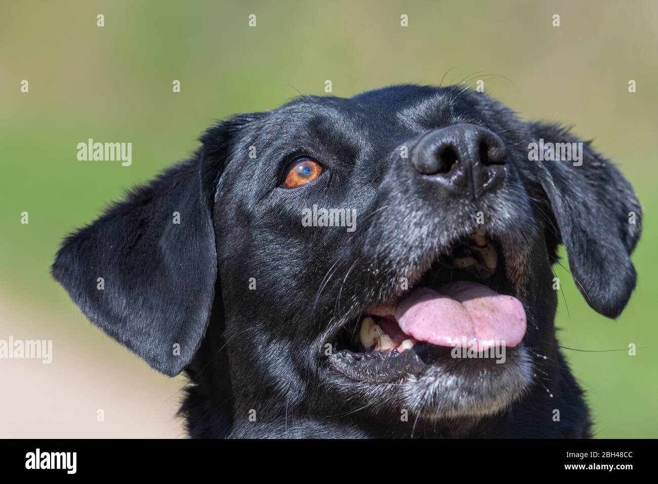 Head shot of a black Labrador Stock Photo - Alamy