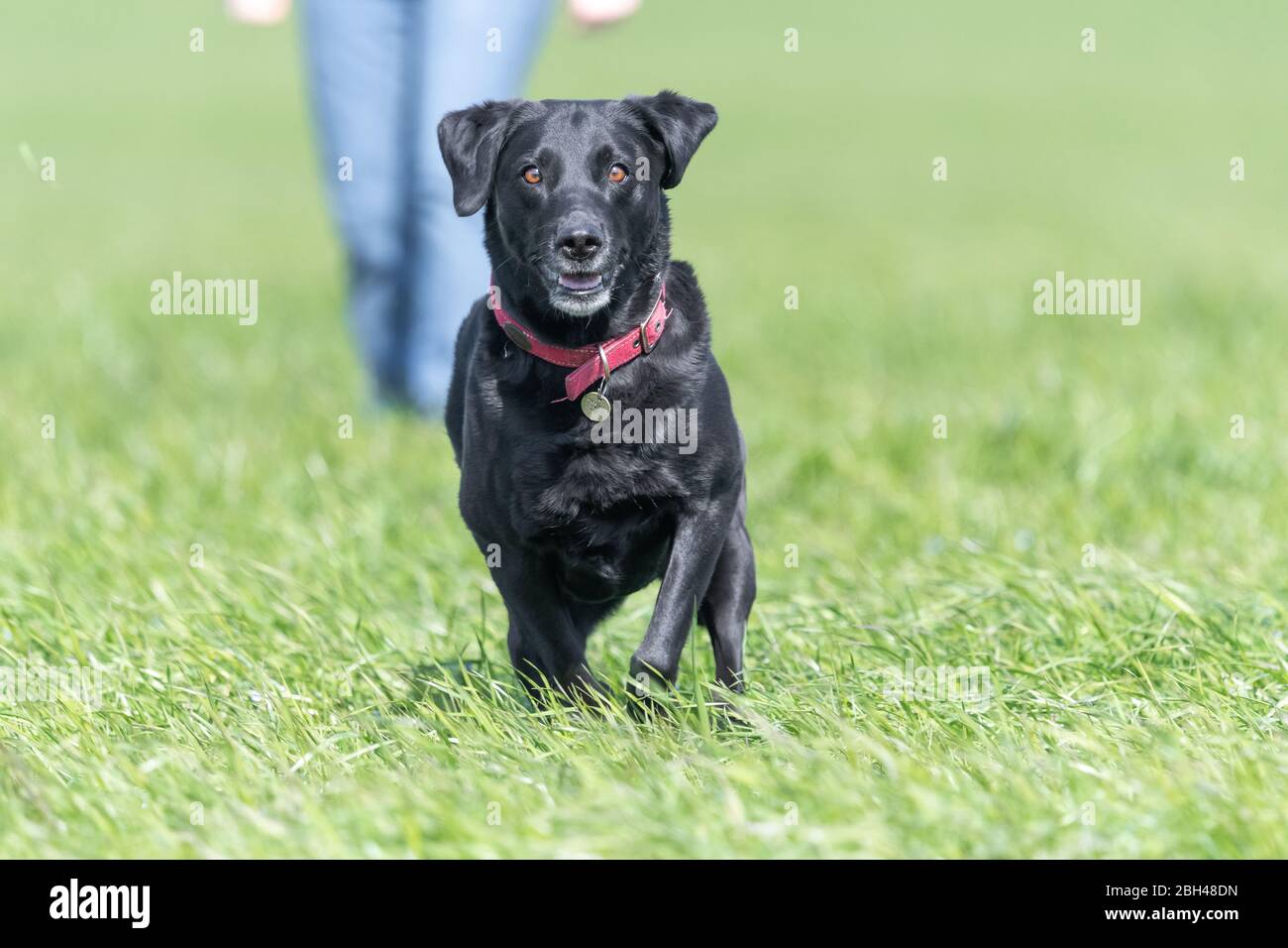Close up of a black Labrador running through a field Stock Photo - Alamy