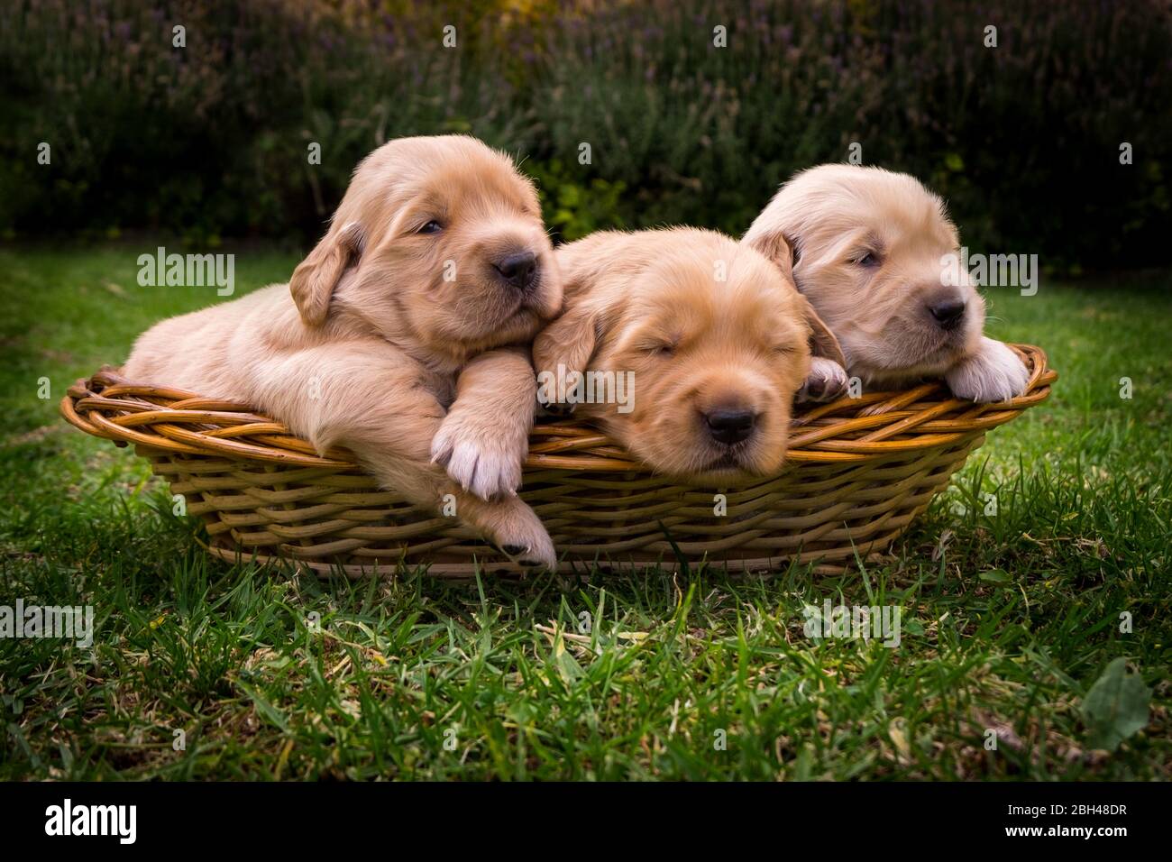 3 Golden retriever puppies photos Stock Photo - Alamy
