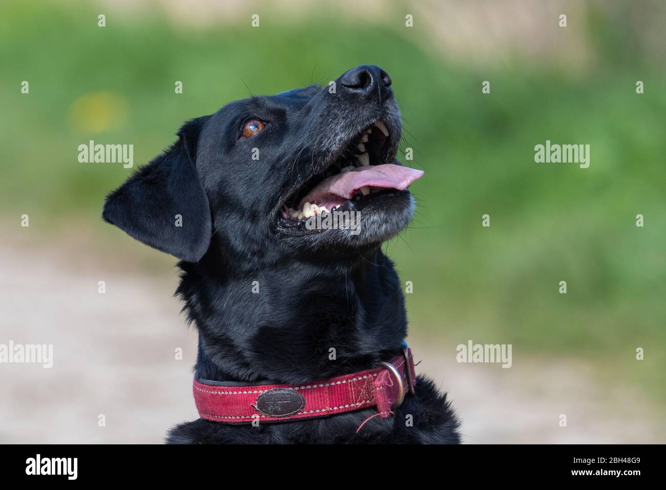 Headshot labrador hi-res stock photography and images - Alamy
