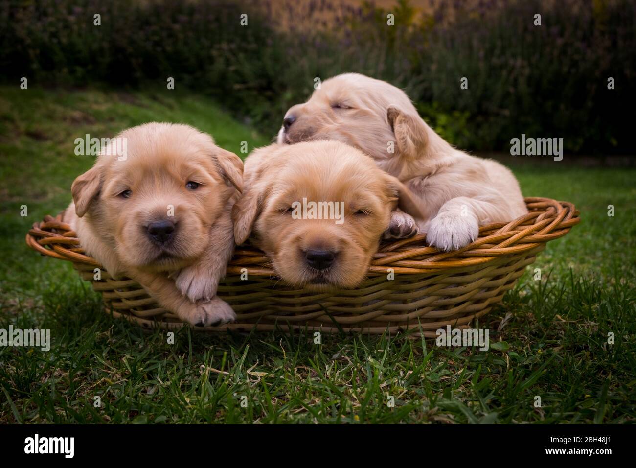 3 Golden retriever puppies photos Stock Photo - Alamy