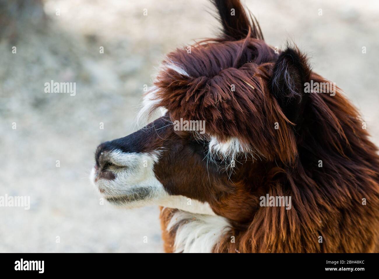 Peruvian Llama. Farm of llama,alpaca,Vicuna in Peru,South America ...