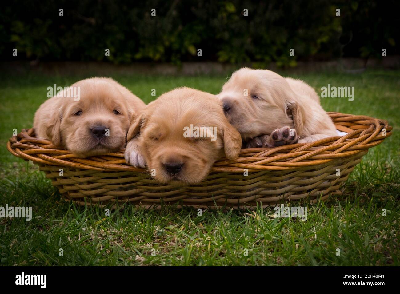 3 Golden retriever puppies photos Stock Photo - Alamy