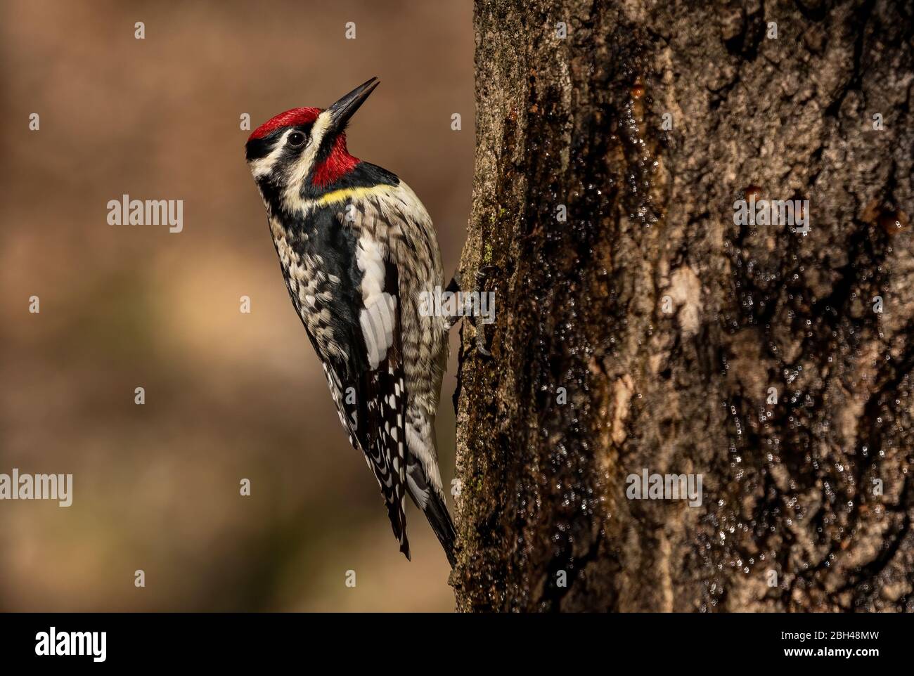 Yellow bellied sapsucker feather hi-res stock photography and images ...