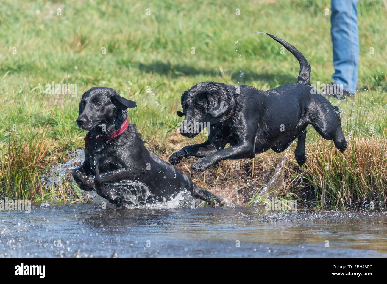 Two pedigree black Labradors jumping into the water Stock Photo - Alamy