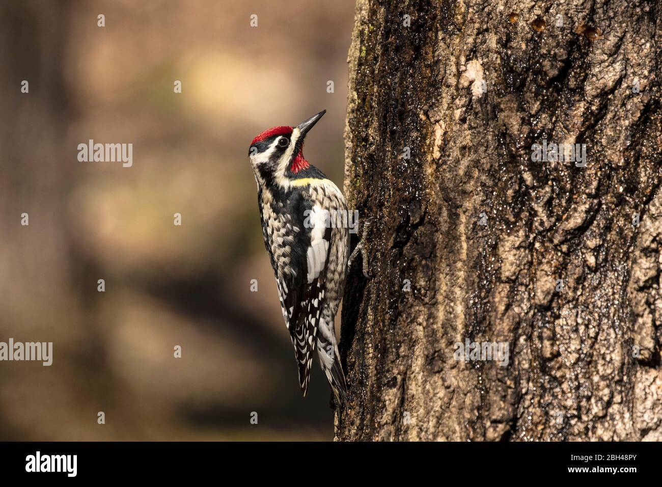 Yellow bellied sapsucker feather hi-res stock photography and images ...