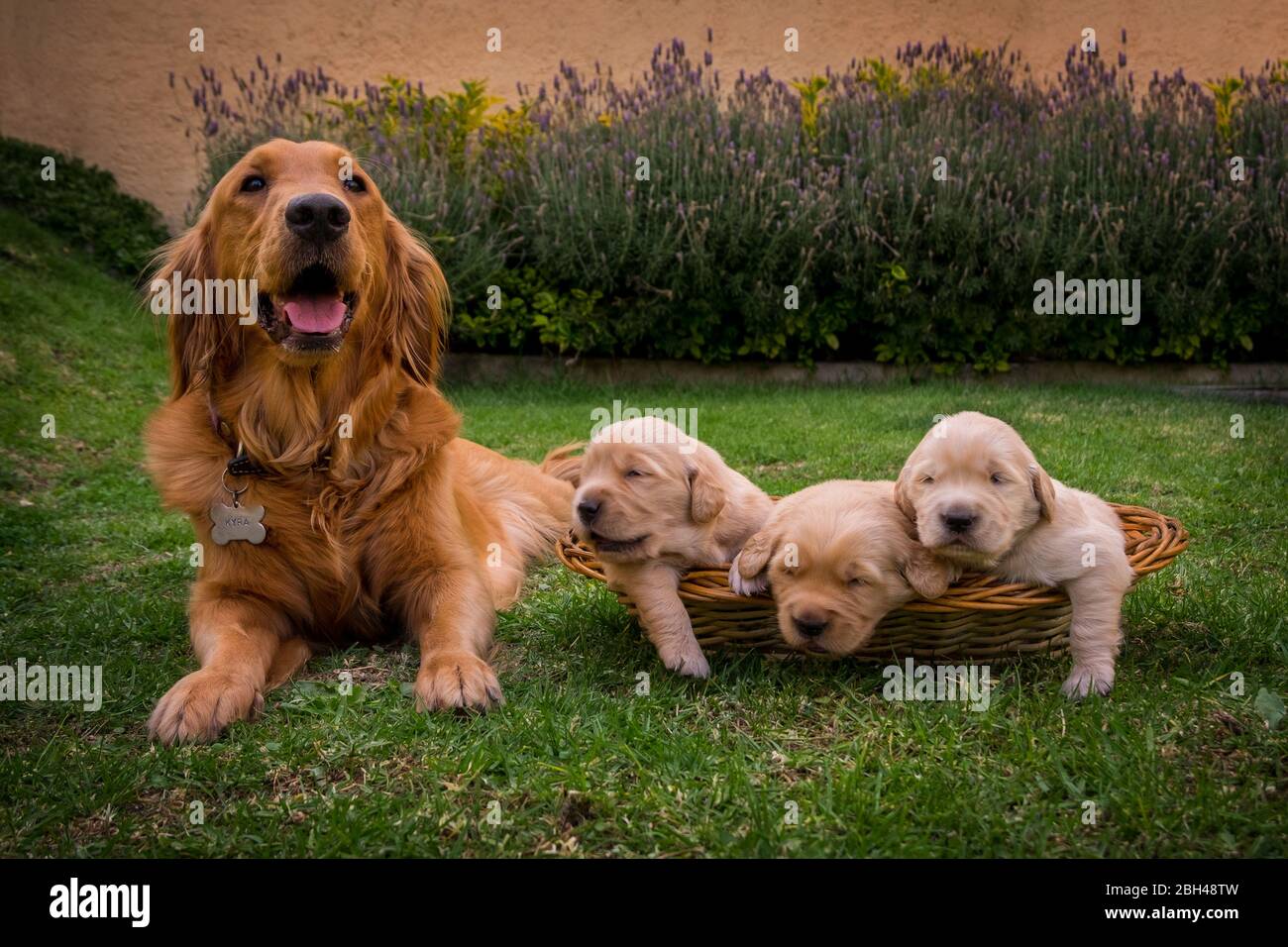 3 Golden retriever puppies photos Stock Photo - Alamy