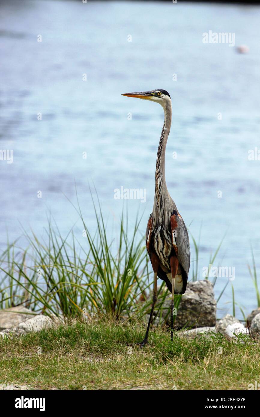 Large gray bird hi-res stock photography and images - Alamy