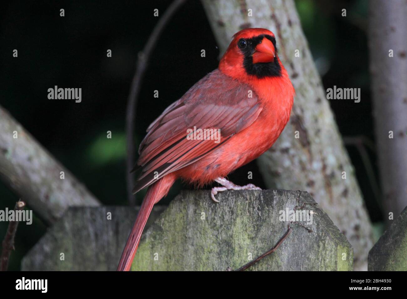 Handsome cardinal hi-res stock photography and images - Alamy