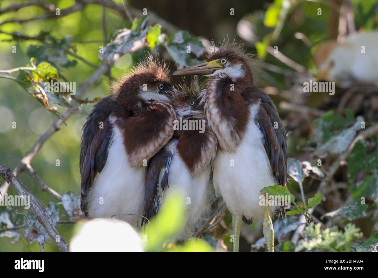 Heron family of birds hi-res stock photography and images - Alamy