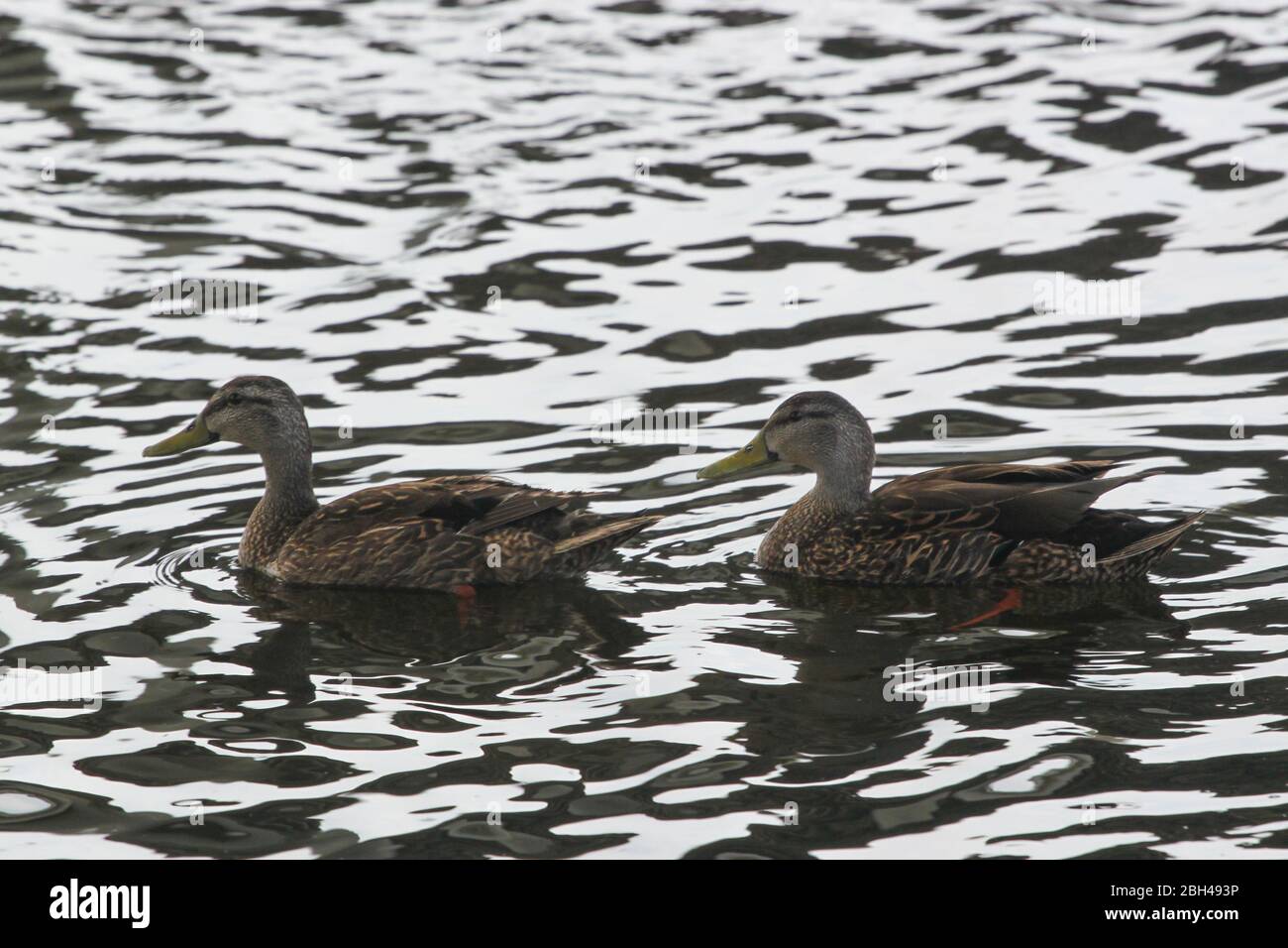 Ducks Paddling in Formation on a Pond in Jacksonville Beach, Florida ...