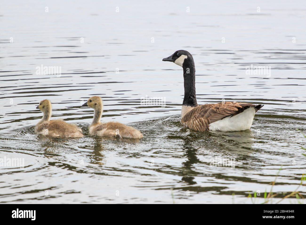 Black necked canada goose High Resolution Stock Photography and Images ...
