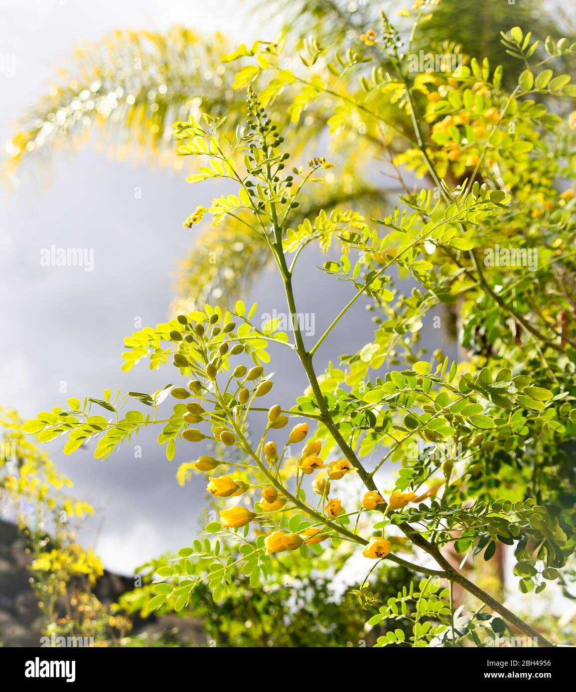 Bladder pod hi-res stock photography and images - Alamy