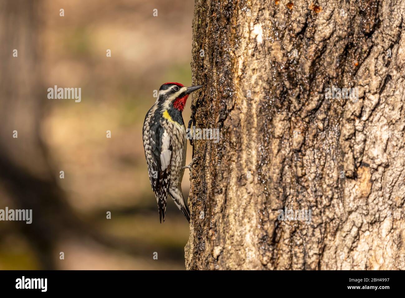 Yellow bellied sapsucker feather hi-res stock photography and images ...