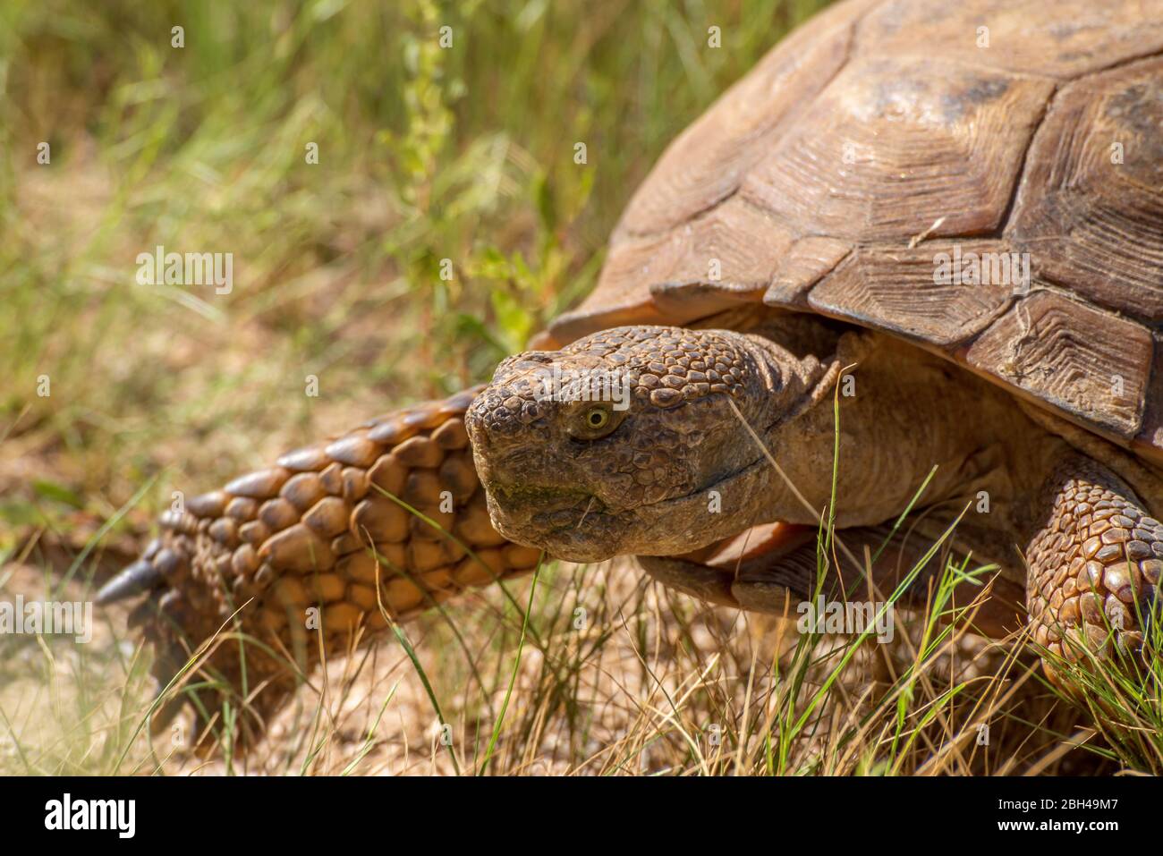 The Sonoran Desert tortoise, (Gopherus morafkai), or Morafka's desert ...