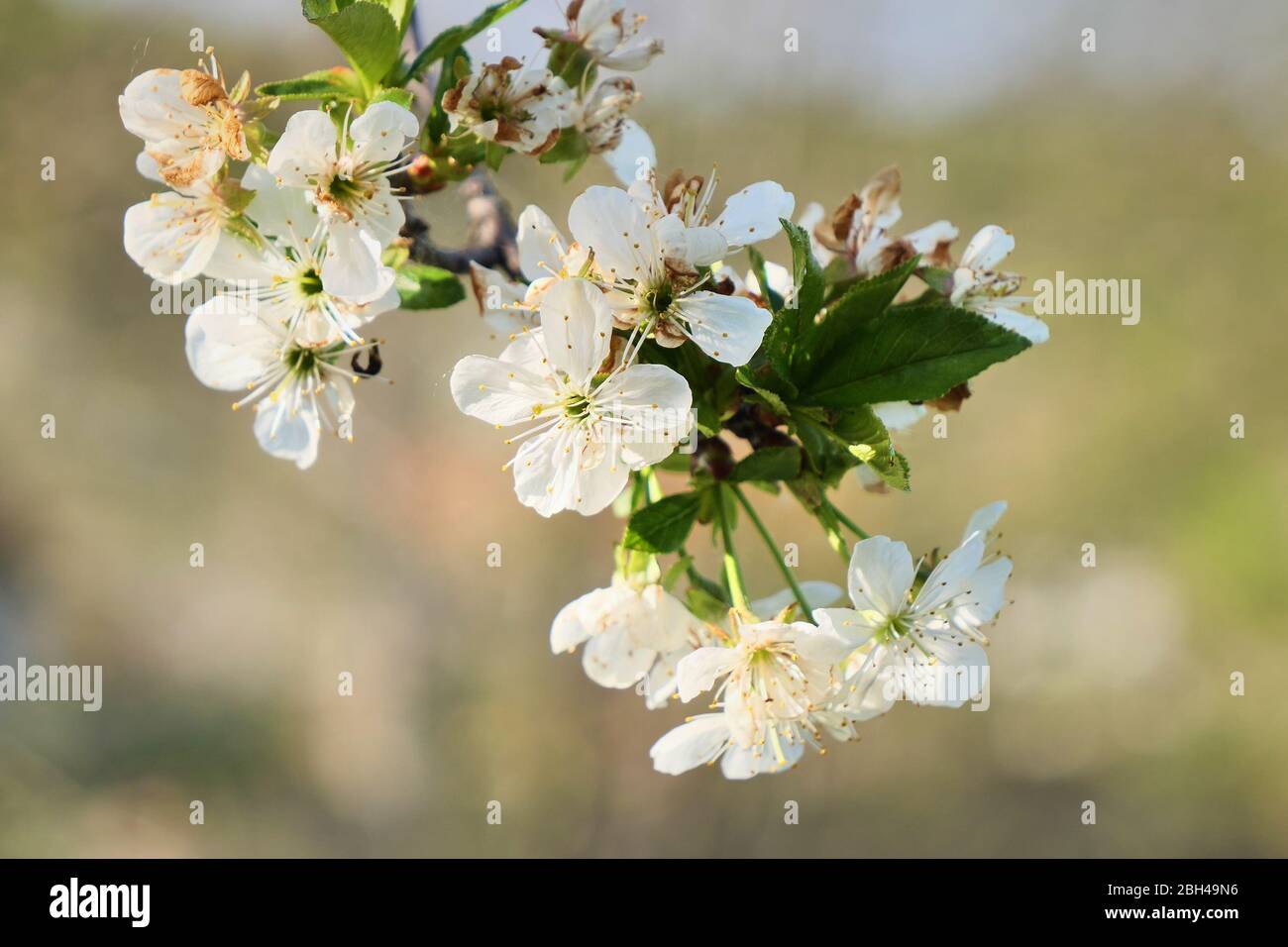 Sour cherry blossom bee hi-res stock photography and images - Alamy