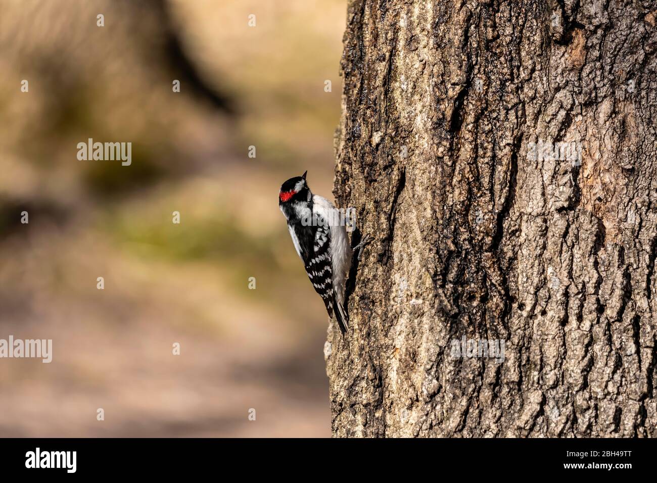 Downy Woodpecker. In the spring woodpeckers make holes in the tree ...