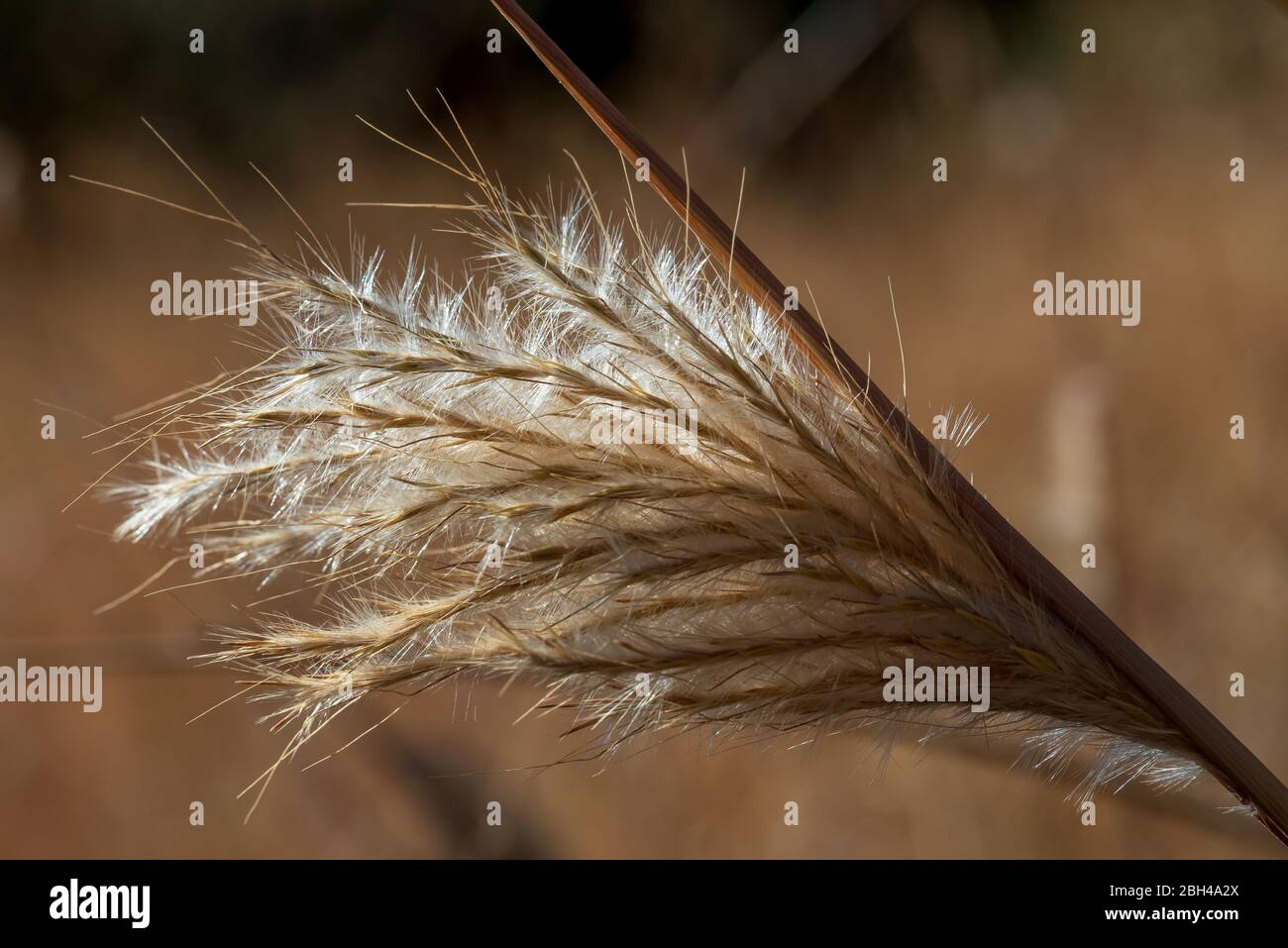 Cane beardgrass hi-res stock photography and images - Alamy