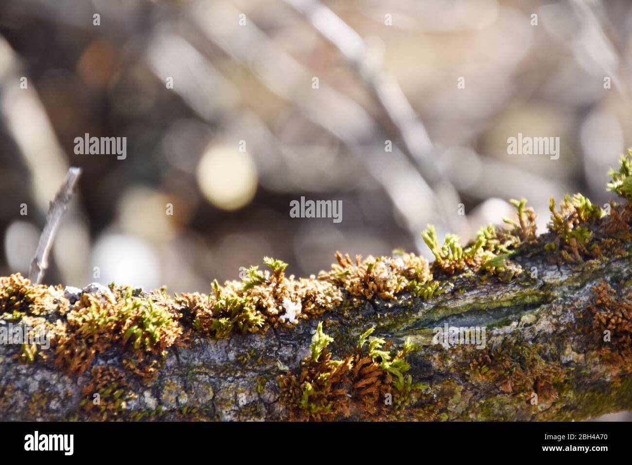 Closeup tree bark moss hi-res stock photography and images - Alamy
