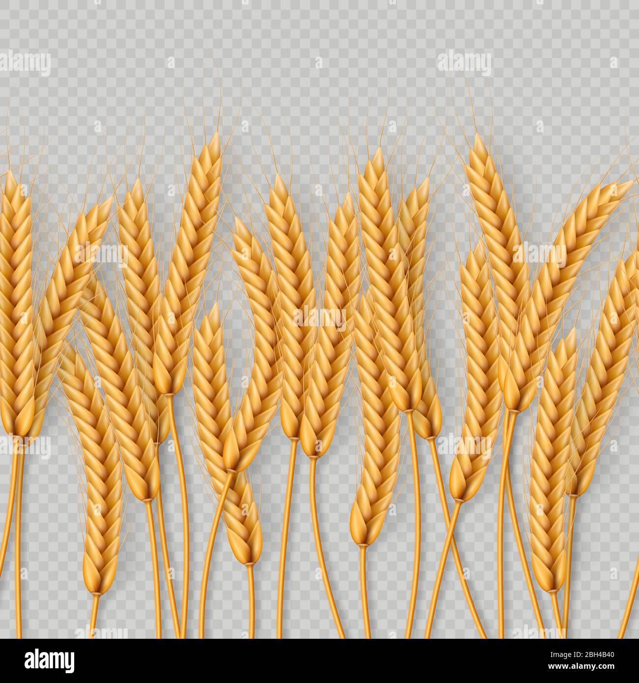 Bunch of wheat ears, dried whole grains seamless realistic illustration ...