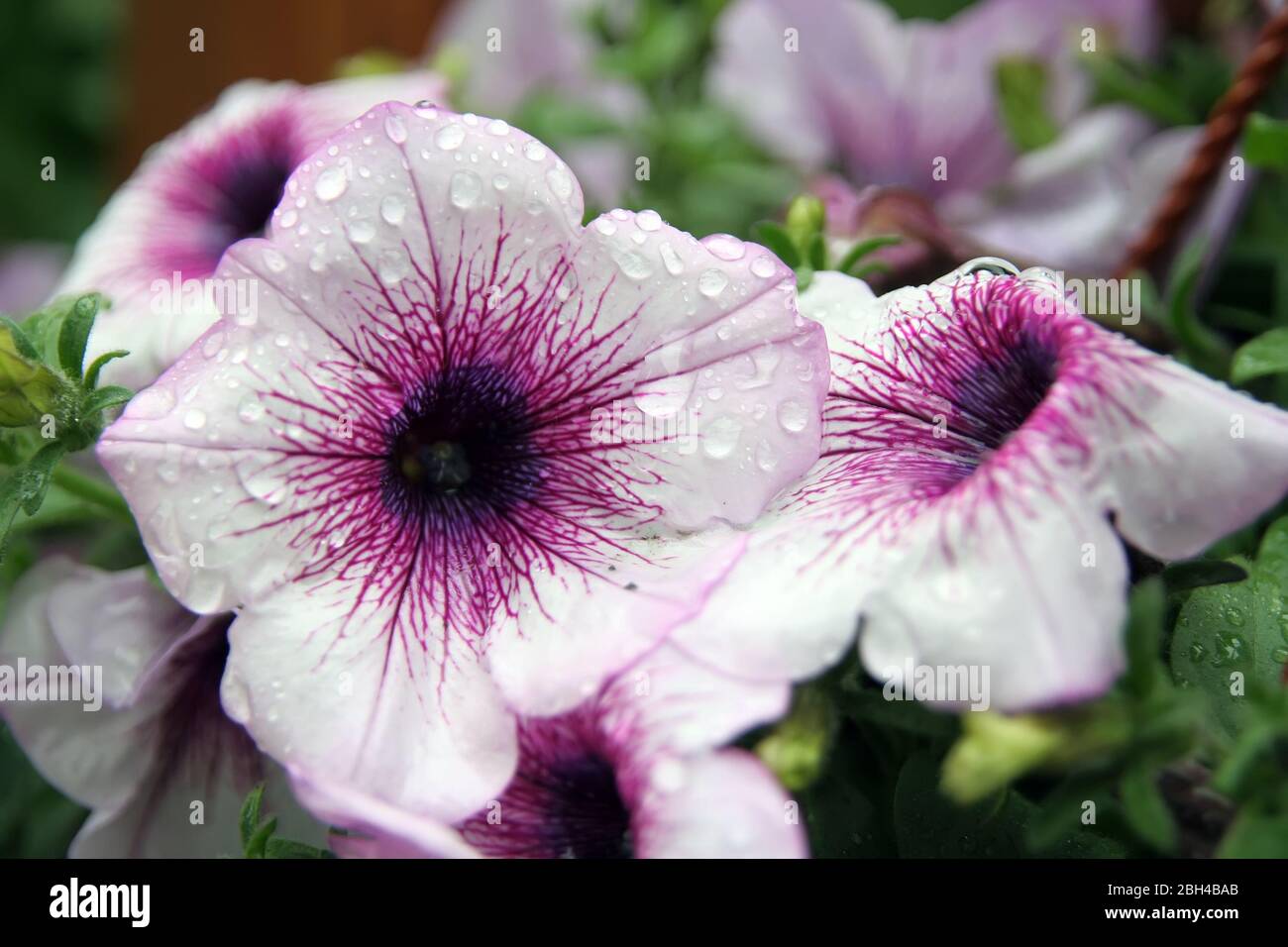 Flower after rain. Flower with raindrops. Flower on the rain Stock ...
