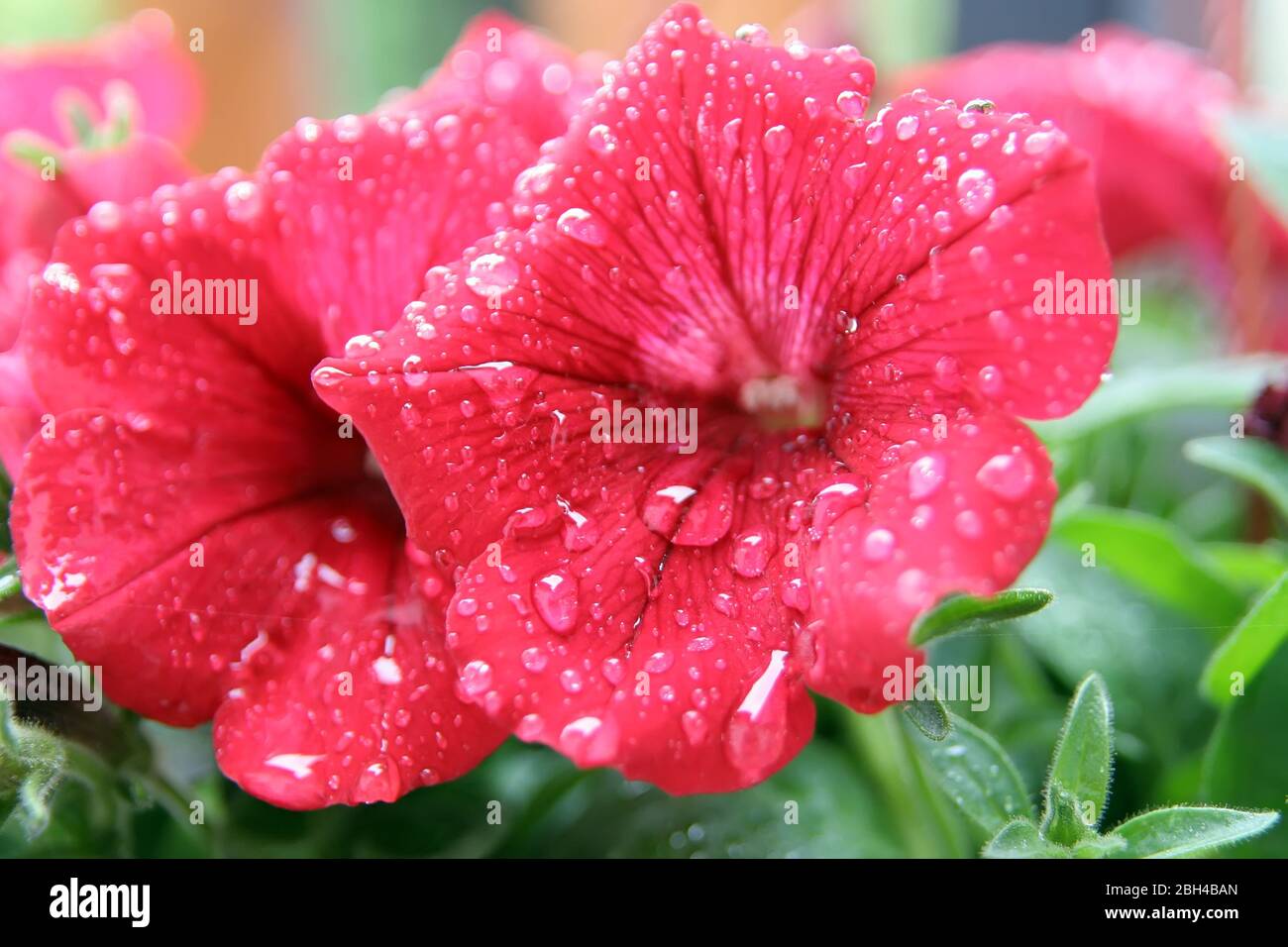 After rain flower hi-res stock photography and images - Alamy