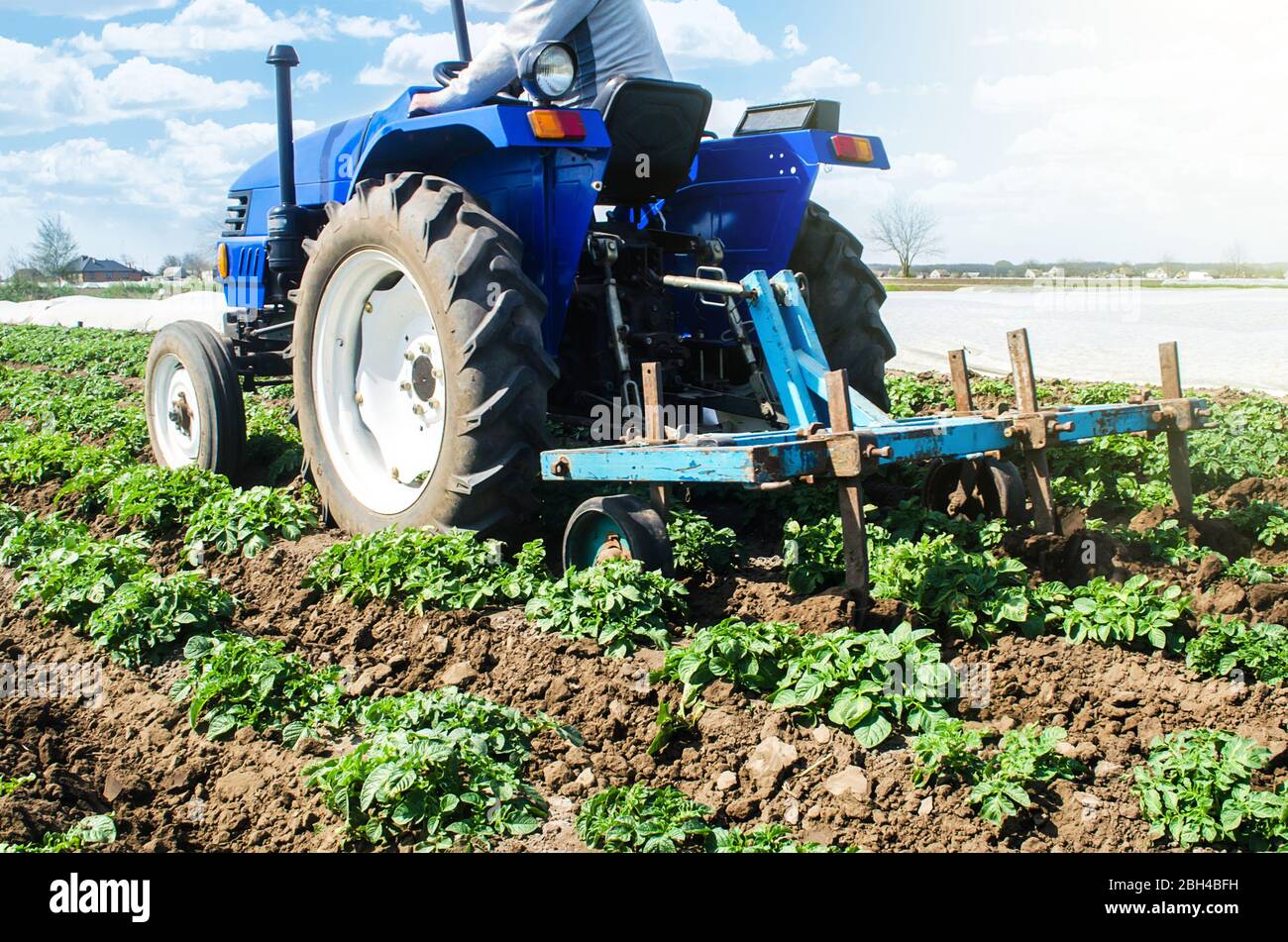 Tractor plows loosens the land of a plantation of a young Riviera ...