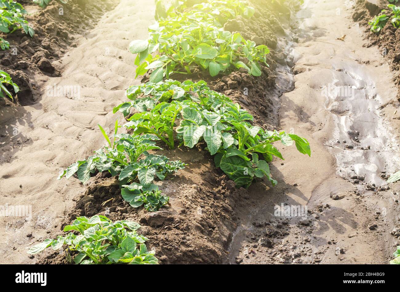 Young potato bushes landed in a row on a farm field. Agriculture and ...
