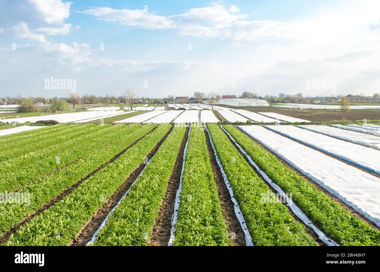 Crop removal hi-res stock photography and images - Alamy