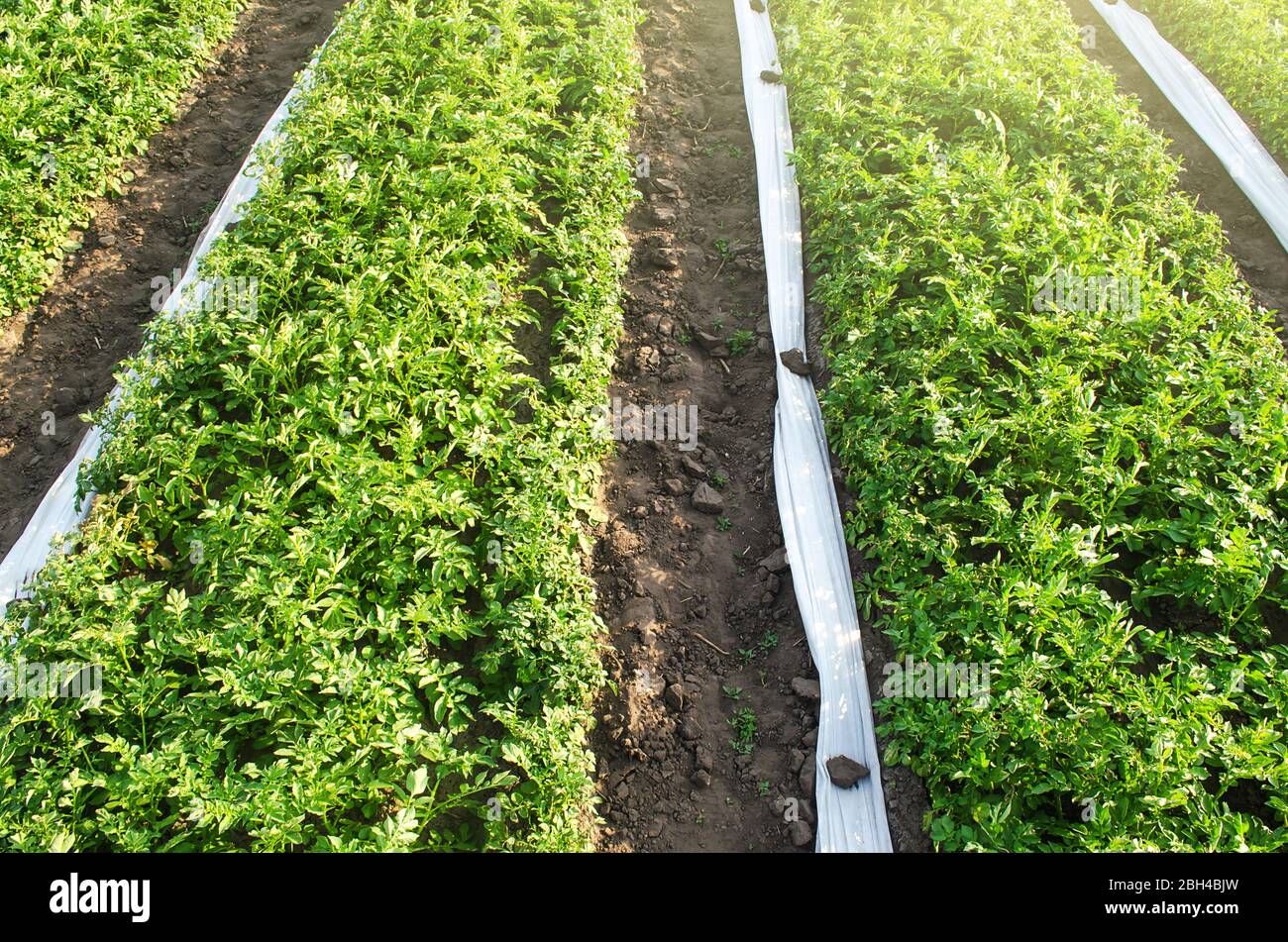 Potato coating hi-res stock photography and images - Alamy