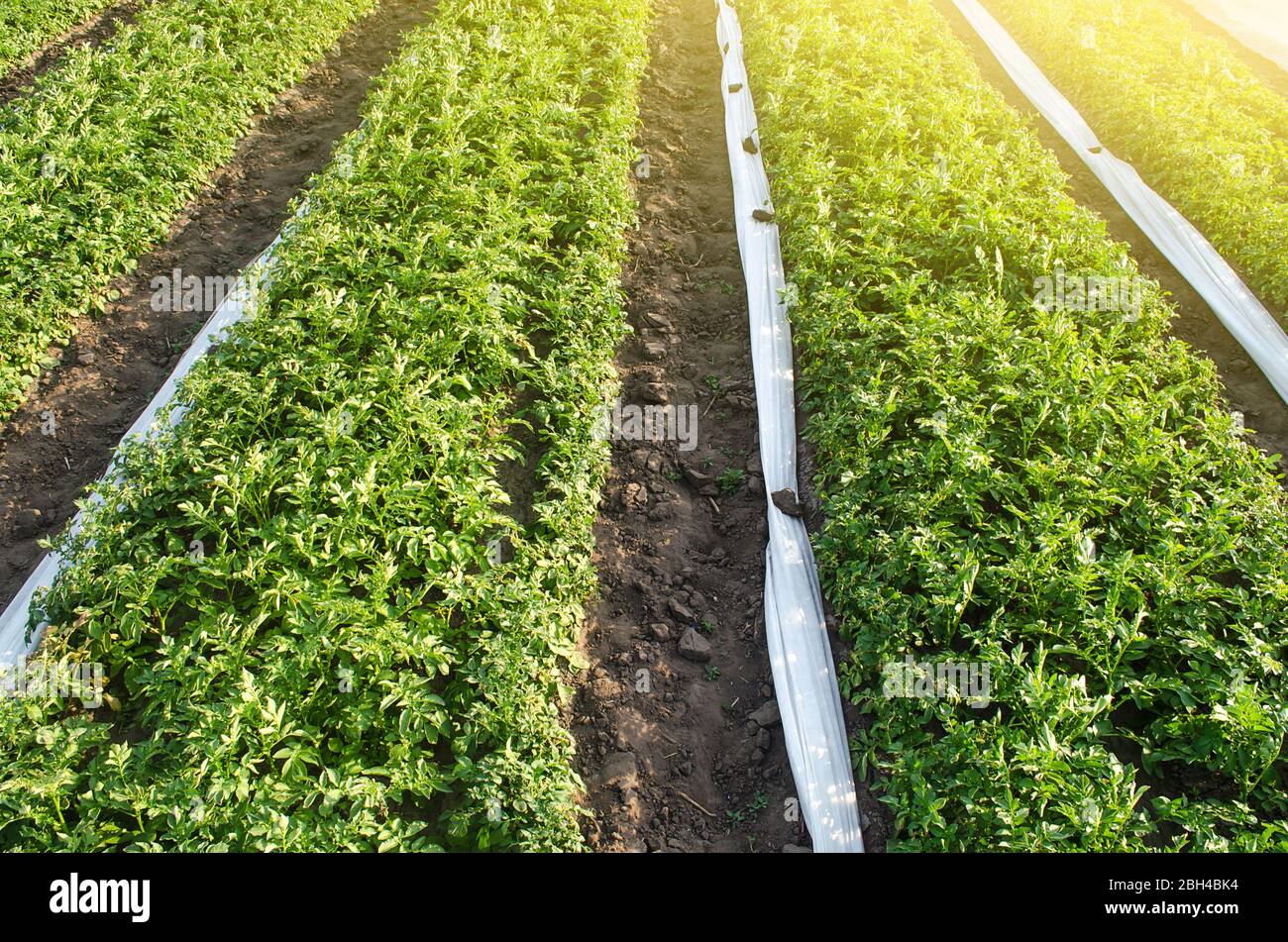 Crop removal hi-res stock photography and images - Alamy