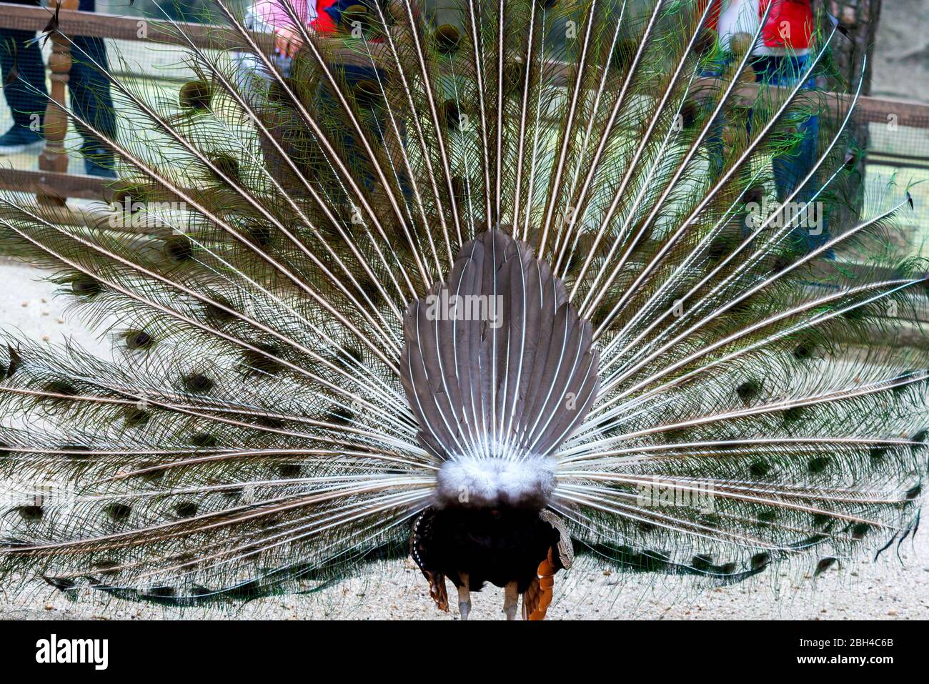 Back view male peacock with fully unfolded feathers of his tail Stock ...