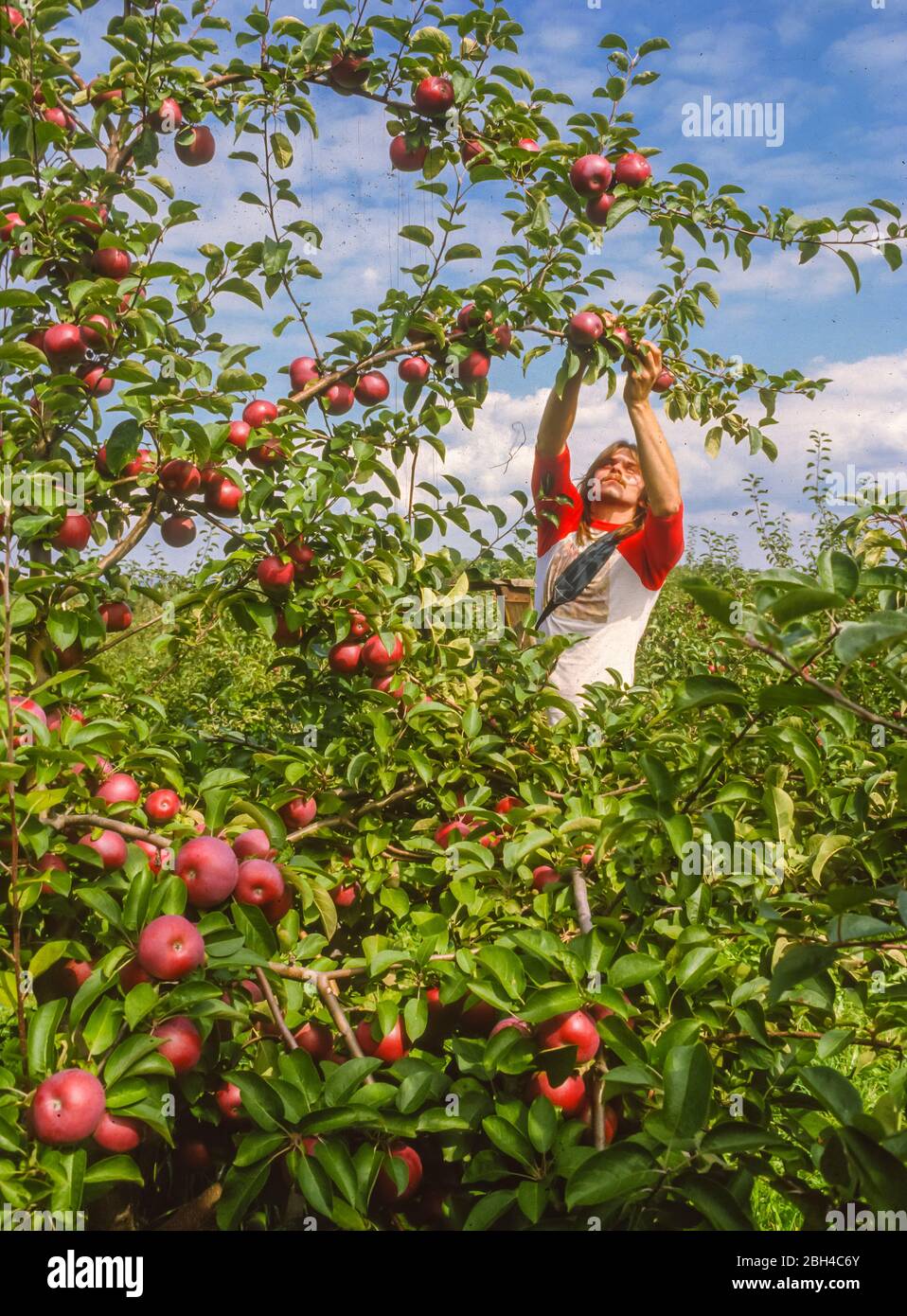 Apple pickers hi-res stock photography and images - Alamy
