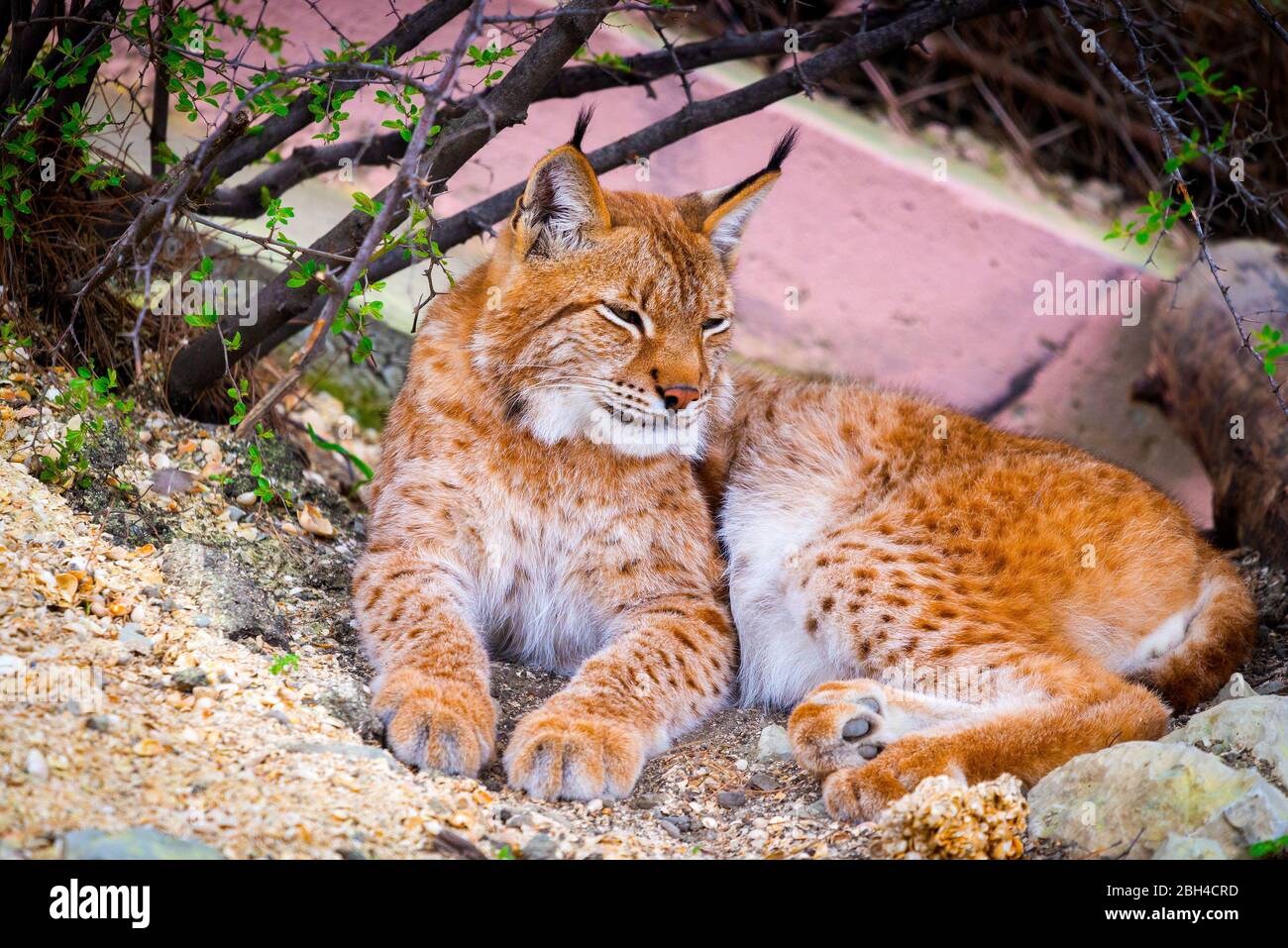 Lynx in zoo hi-res stock photography and images - Alamy