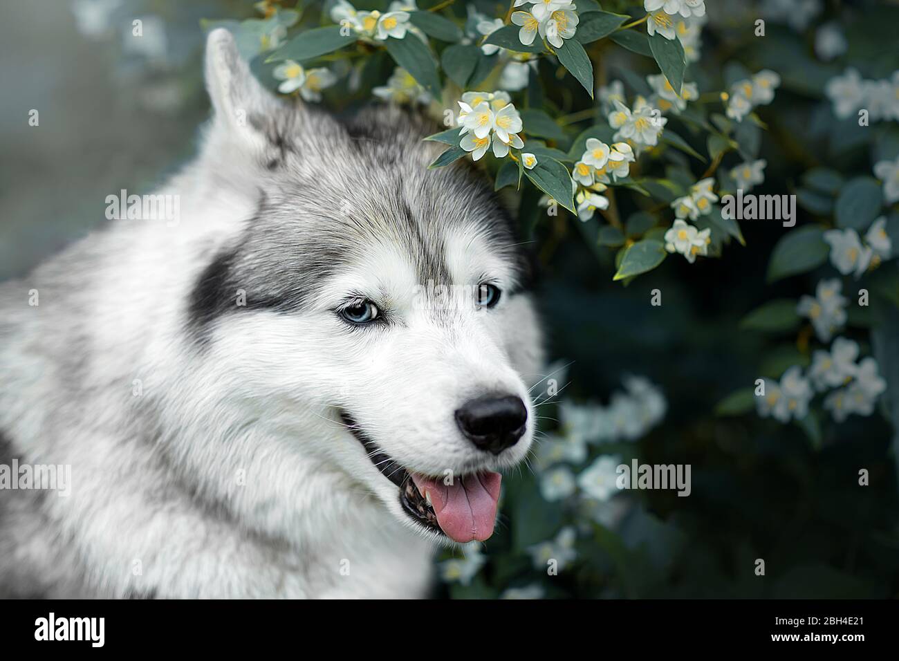 Siberisn husky hi-res stock photography and images - Alamy