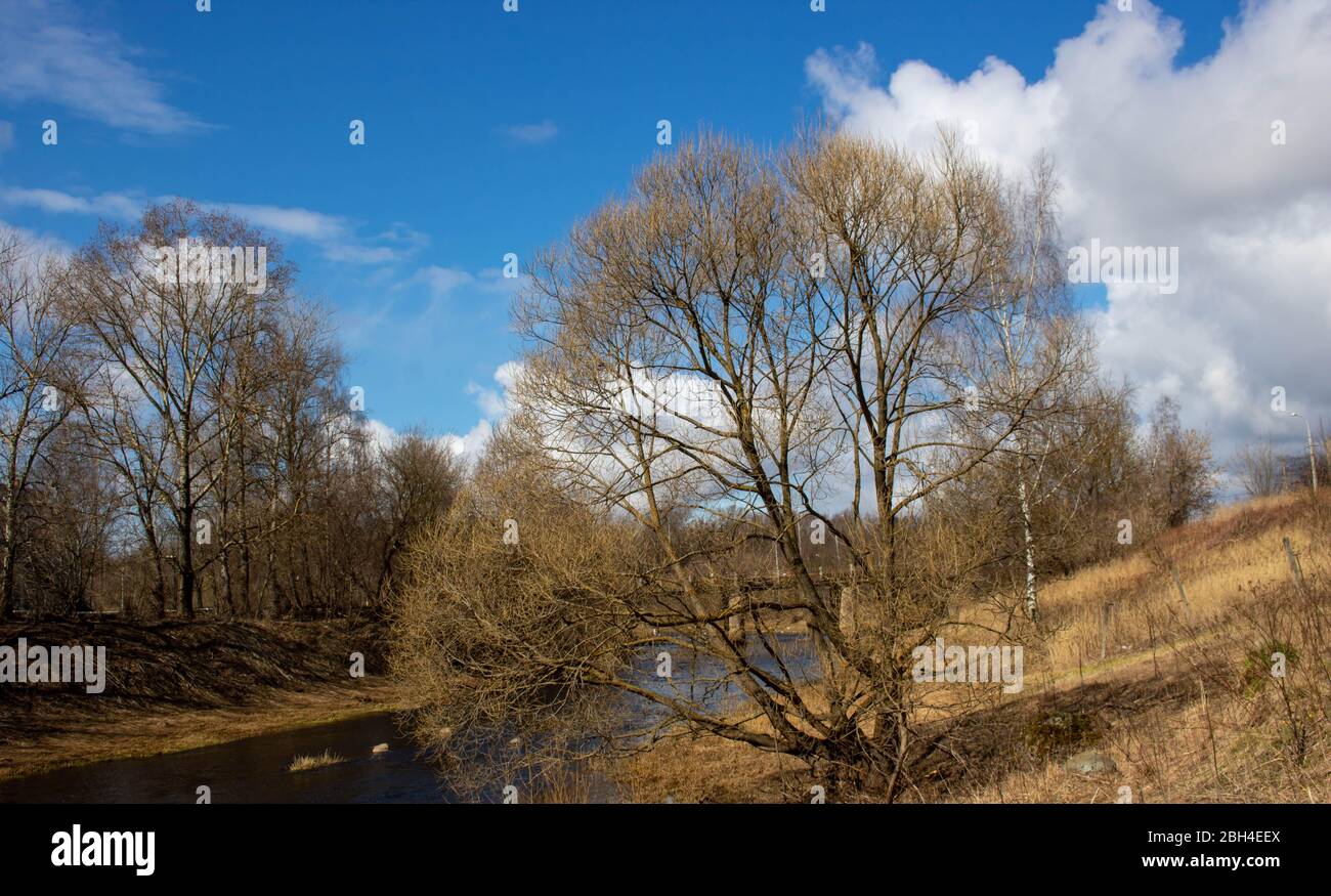 Trees over river without leaves hi-res stock photography and images - Alamy