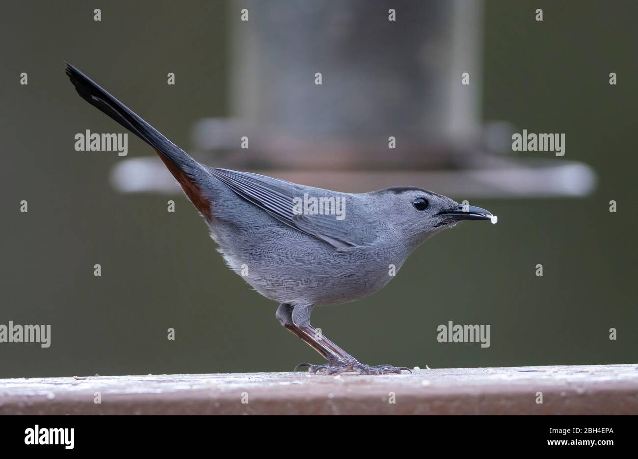 Tail up hi-res stock photography and images - Alamy