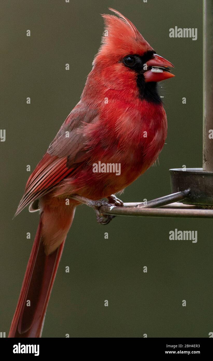 Red crest hi-res stock photography and images - Alamy