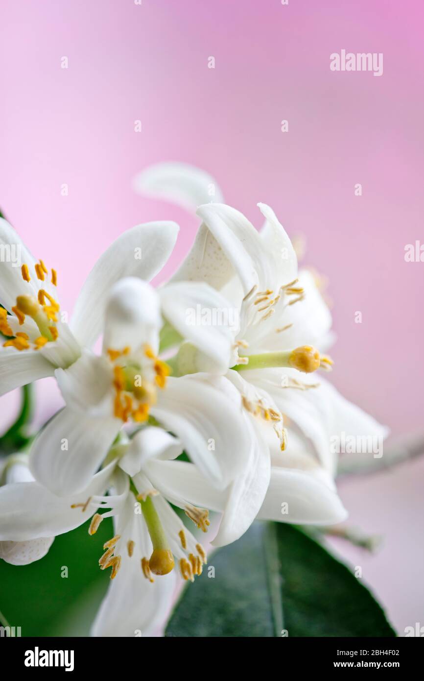 Lemon tree flowers hi-res stock photography and images - Alamy