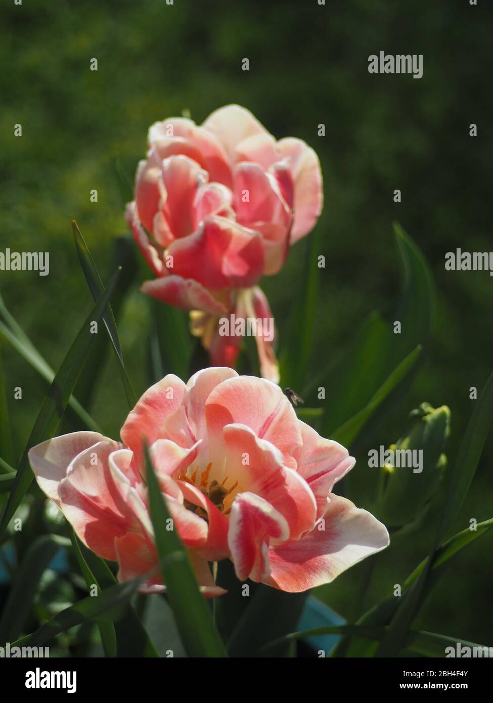 Two Pink and white Tulip flowers, fully open Stock Photo - Alamy