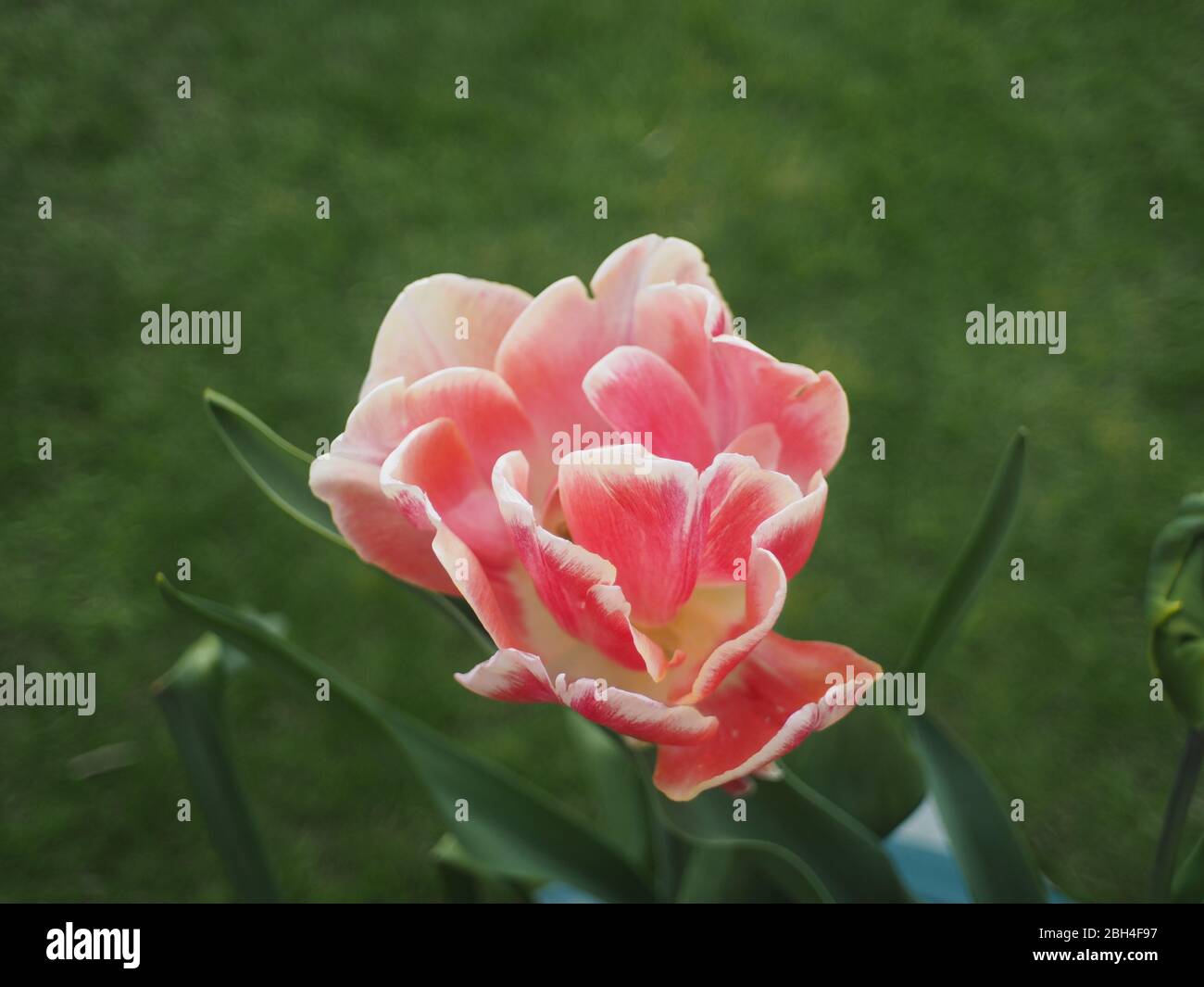 Pink and white Tulip flower, fully open Stock Photo - Alamy
