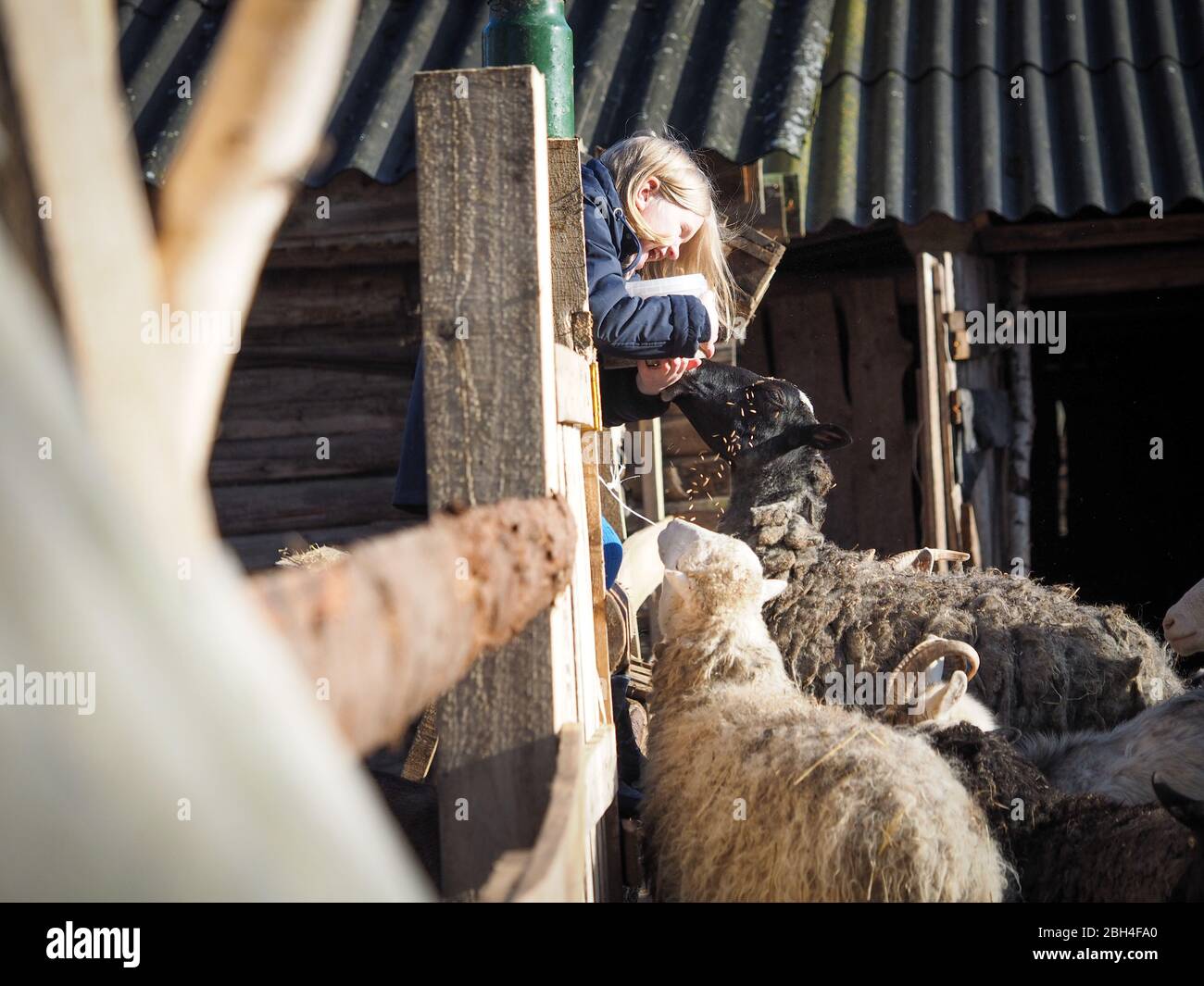 Girl feeds sheep hi-res stock photography and images - Alamy