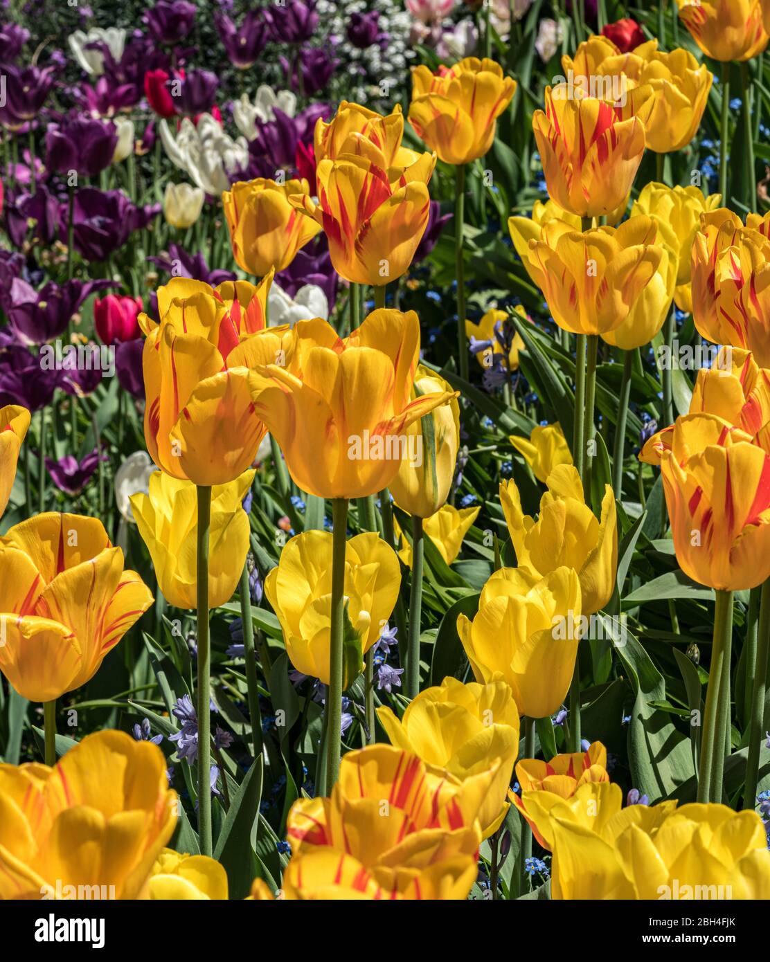 Nevada city california hi-res stock photography and images - Alamy