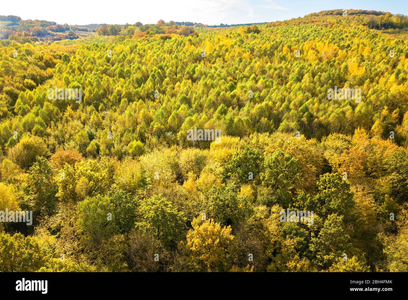 Top down aerial view of green and yellow canopies in autumn forest with ...