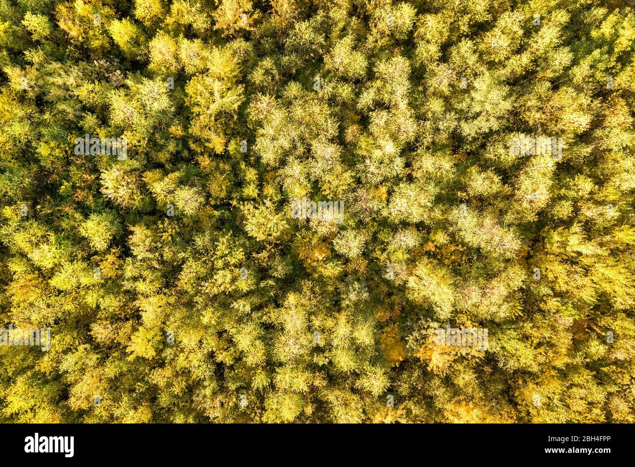 Top down aerial view of green and yellow canopies in autumn forest with ...