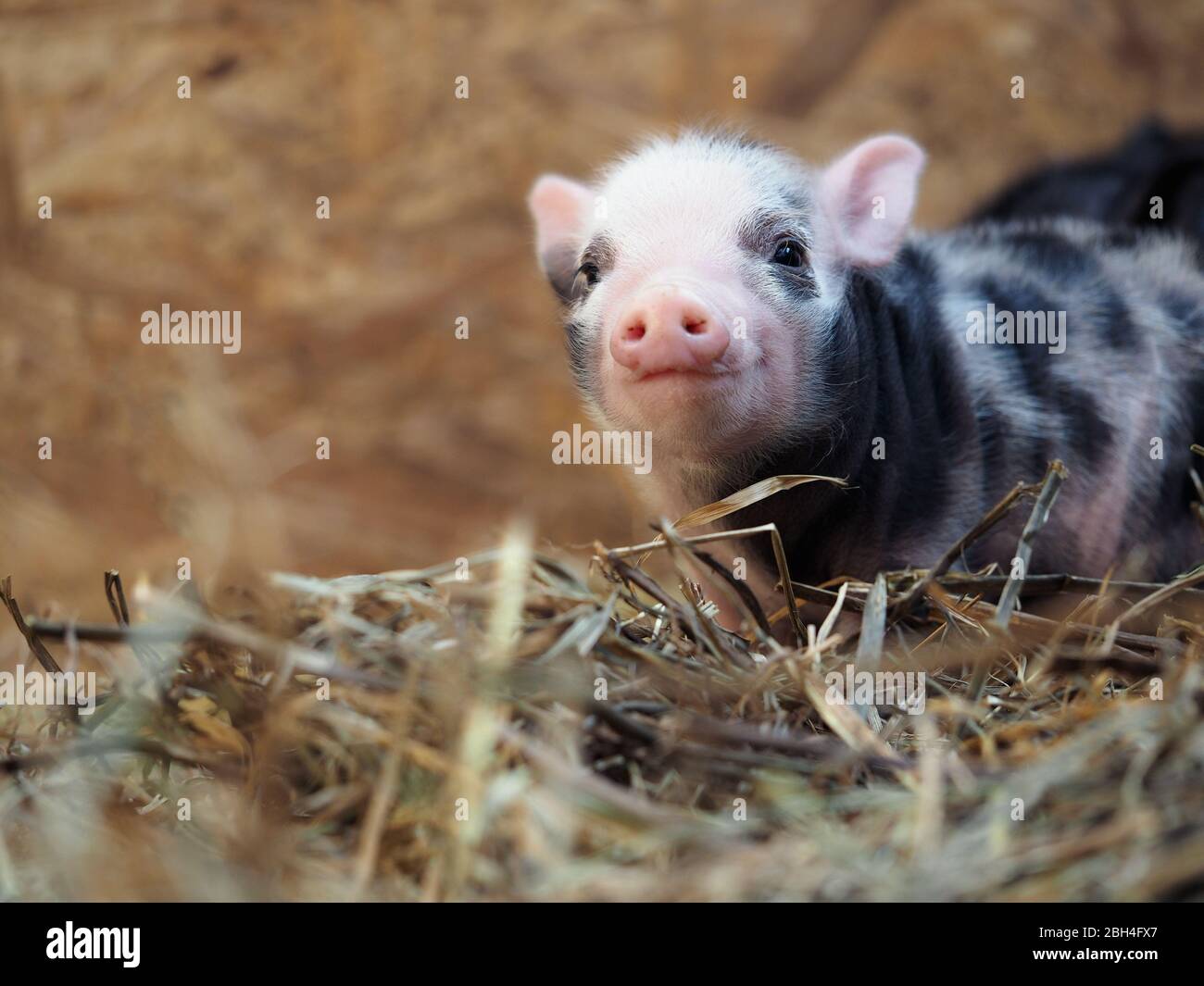 Cute little pig in a pile of straw Stock Photo - Alamy